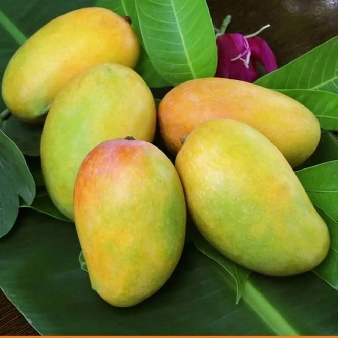 Buy Alphonso Mango & Indian Mangoes in Canada | The Mango Man – themangoman